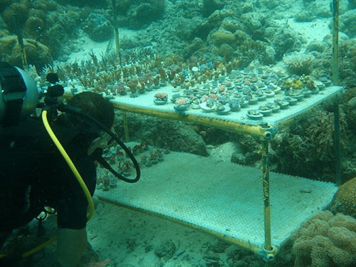 Coral Farming | Reefworks Trade