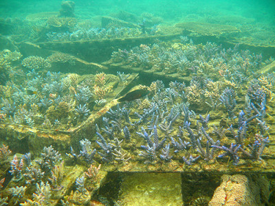 Coral Farming | Reefworks Trade